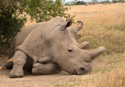 The Last Northern White Rhino Profile All About The Last Nwhite Rhinos