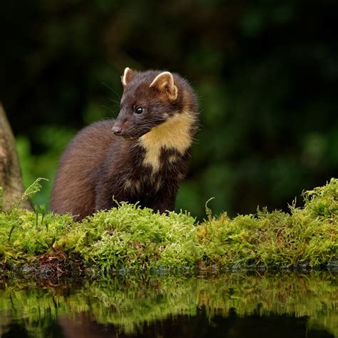 Pine Martens Return To Exmoor For First Time In A Century