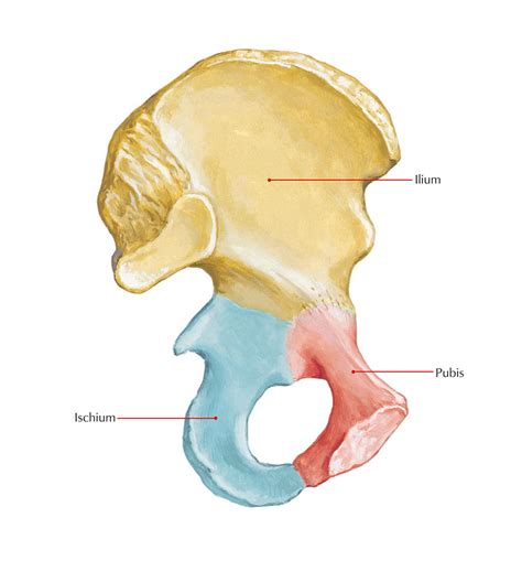 Anatomy Of Pelvic