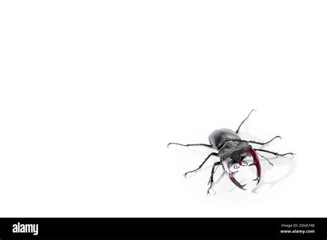 Macro View Of A Stag Beetle Showcasing Its Prominent Antlers And