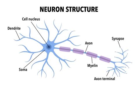 1 505 Diagram Of Neuron Structure Stock Vectors And Vector Art Shutterstock