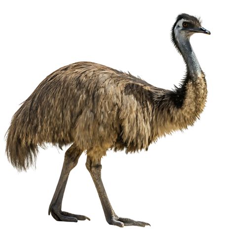 Emu Bird Captured Walking Gracefully Showcasing Its Strong Legs And