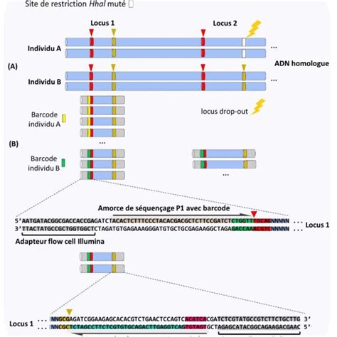 pros cons and applications of rad seq and sequence capture datasets