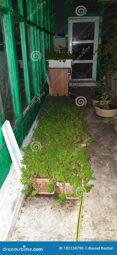 Mint Leaflet Is Useful And Healthy Editorial Image Image Of Forest Leaf 182138790