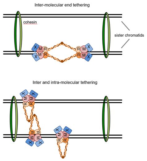 Genes | Free Full-Text | Role of the Mre11 Complex in Preserving Genome ...