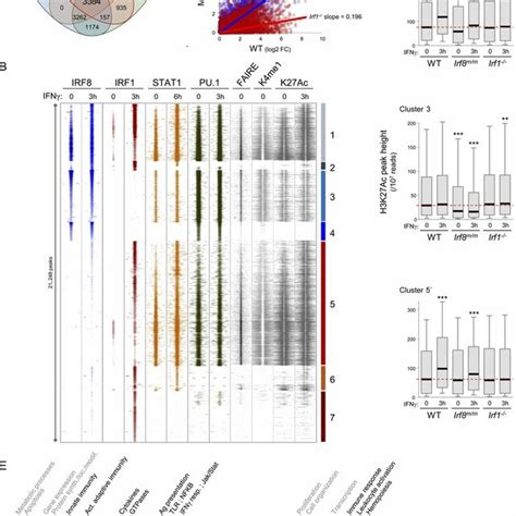 Different Irf8 Irf1 Binding Combinations In Macrophages And Association