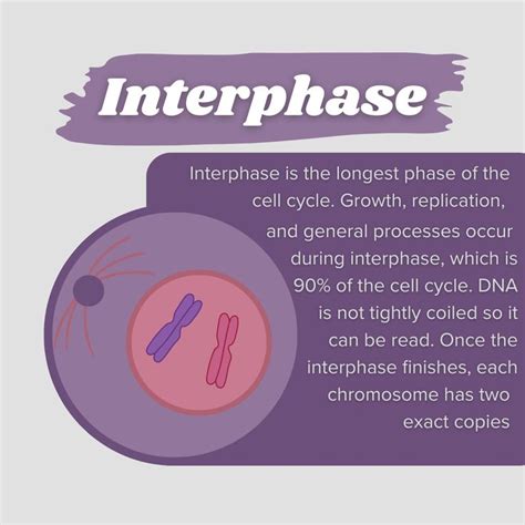 Interphase High School Science Biology Lessons Biochemistry Notes