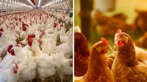 Broilers Vs Layers Farming Which Is More Profitable