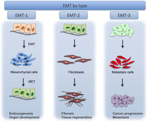 Emt I Vs Emt B At Mark Bateman Blog