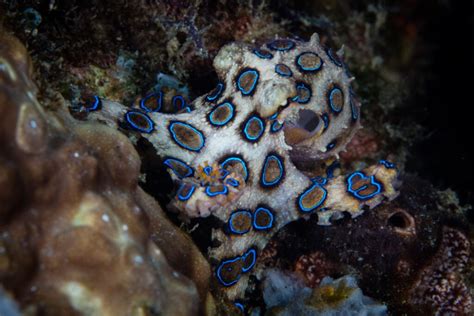 Blue Ringed Octopus