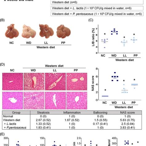 Effect Of Lactobacillus And Pediococcus On The Western Diet‐induced