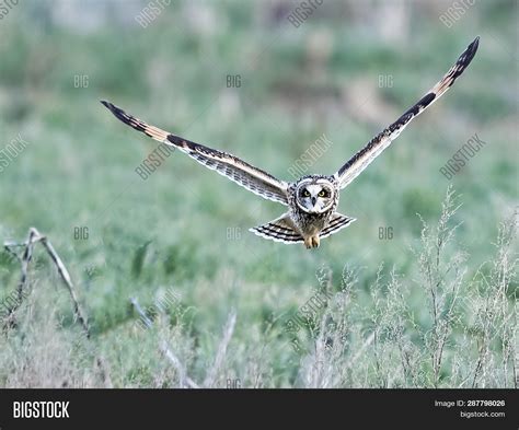Short Eared Owl Flight Image And Photo Free Trial Bigstock