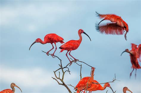 Scarlet Ibis Eudocimus Ruber Flying Photograph By Nick Garbutt Pixels