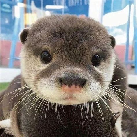 Otter On Instagram How Cute 😍 ♥️double Tap To See The Cutest Otters