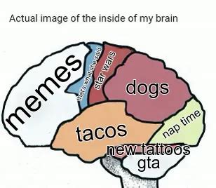 Human Brain Meme 500x284