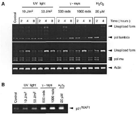 Pol µ And Pol λ Are Down Regulated Upon Exposure To Dna Damaging