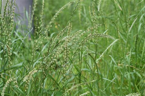 Perennial Ryegrass Lolium Perenne Great Basin Seed
