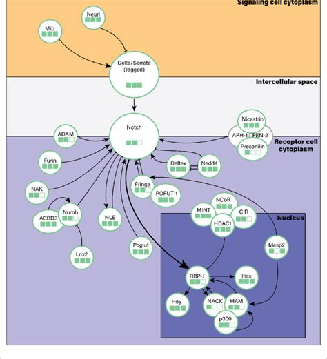 Simplified Diagram Of The Notch Signaling Pathway The Pathway Is