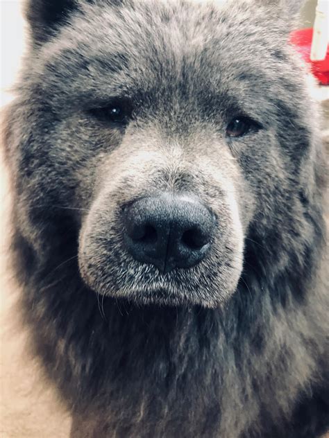 Best Bear Cub Images On Pholder Hardcoreaww Aww And Nature Is Fucking Lit