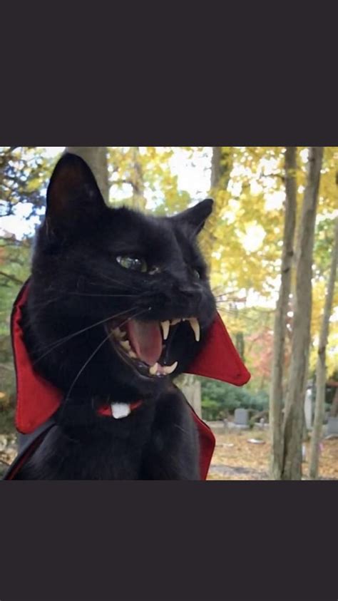 Black Cat Halloween Pfps Artofit