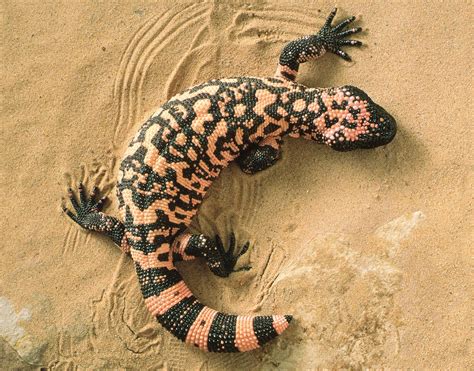 Gila Monster Description Habitat And Facts Britannica