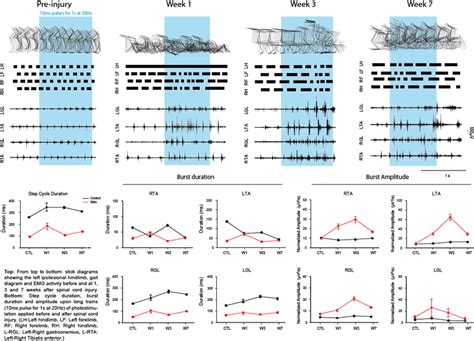 Long Photostimulations Of The Cuneiform Nucleus Before And After Sci Download Scientific Diagram