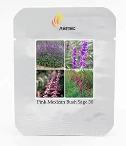 Salvia Leucantha Imported Mexican Bush Sage Pink Flower