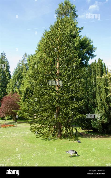 Monkey Puzzle Tree Stock Photo Alamy