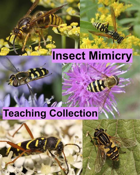 Insect Mimicry Collection Bioquipbugs