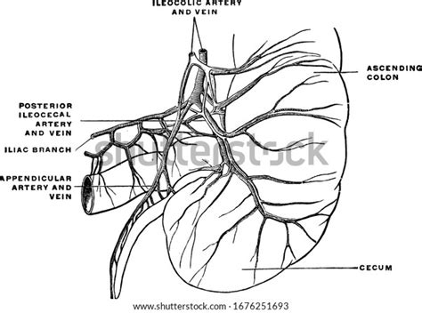 1 Mesoappendix Images Stock Photos And Vectors Shutterstock