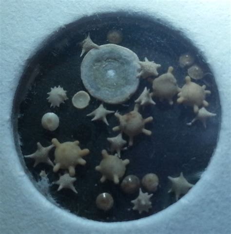 a selection of foraminifera from okinawa japan members gallery the