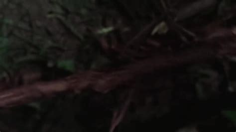 The Evil Dead Tree Scene Nude Video On Youtube