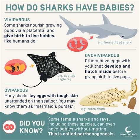 20230320infohow Do Sharks Have Babies Infographic Copyright Save Our