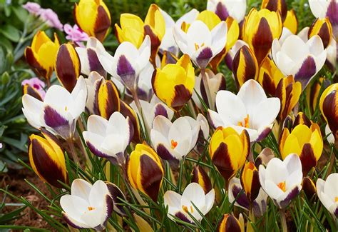 Best Expert Advice On Growing Crocus Bulbs Suttons Gardening Grow How