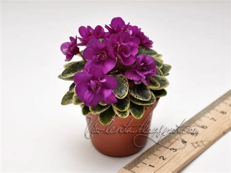 Ness Tiny Flame фиалка фото и описание