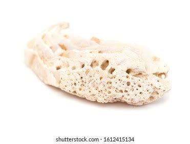 Fossil Shell Bivalvia Mollusc Isolated On Stock Photo 1612415134 Shutterstock