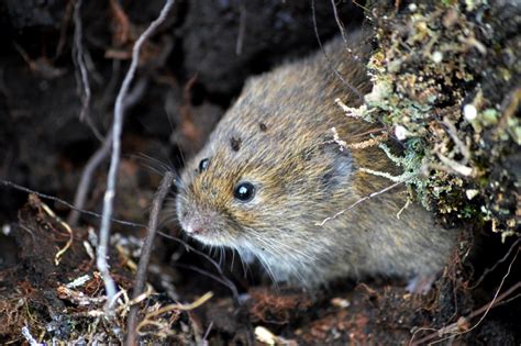 An Amateur Guide To Vole Id Conservation Articles And Blogs Cj