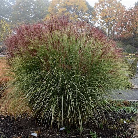 Grasses Miscanthus Morning Light Human Potential Labs