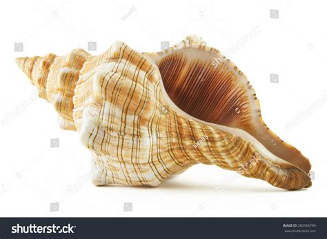 116 006 conch shell royalty free photos and stock images shutterstock