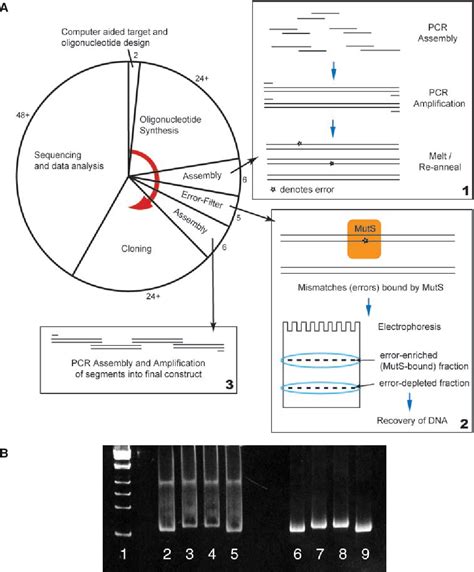 Figure 1 From Protein Mediated Error Correction For De Novo Dna Synthesis Semantic Scholar