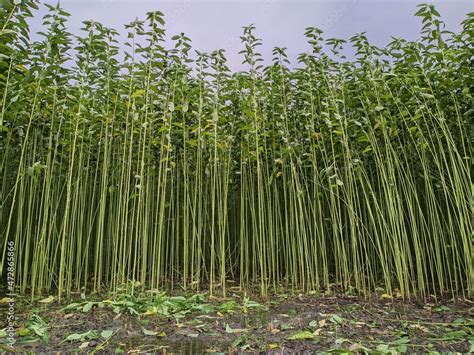 What Is A Jute Plant At Georgia Challis Blog