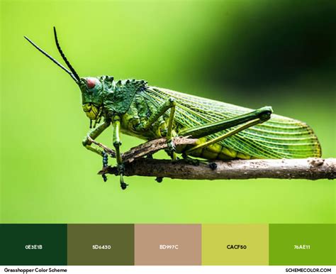 Grasshopper Color Scheme Image Color Palettes