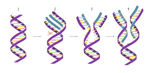 How Dna Replicates Matthew Meselson Franklin W Stahl
