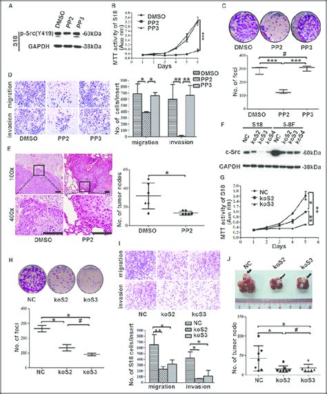 The Suppression Of C Src Activation Or Expression In High Metastasis Download Scientific