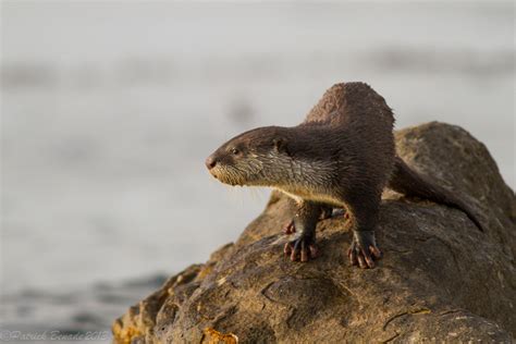 African Clawless Otter Endangered Wildlife Trust