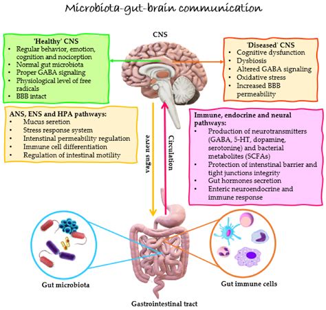 Ijms Free Full Text Probiotics And Commensal Gut Microbiota As The