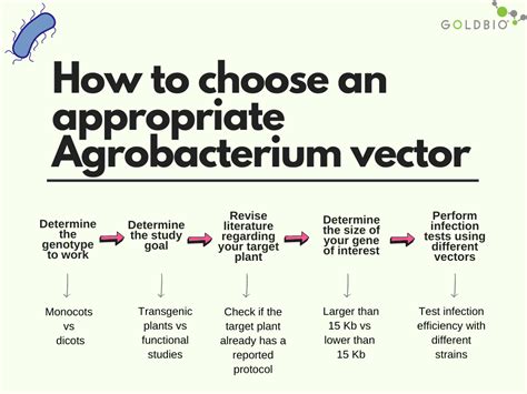 How To Choose The Right Agrobacterium Vector For Plant Transformation