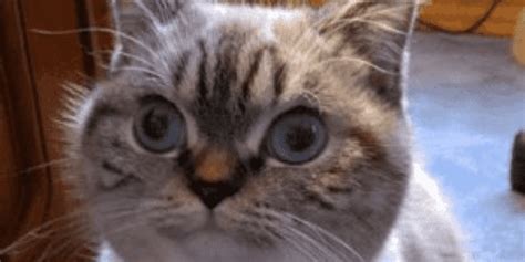 When I Tell The Boss That I Dont Know How To Fix A Bug The Coding Love Programmer Humor