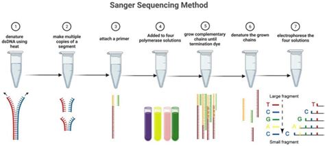 Sanger Sequencing Process And Applications Abcam