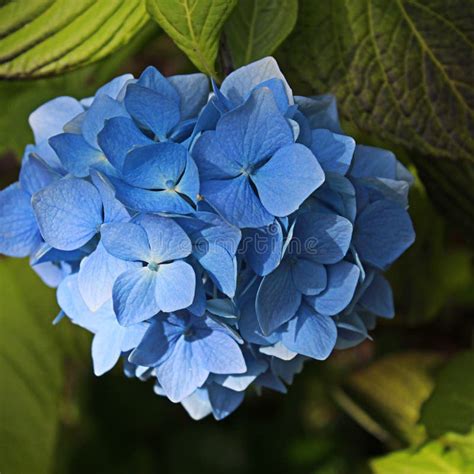 Macro Shot Of A Blue French Hydrangea Flower Stock Image Image Of
